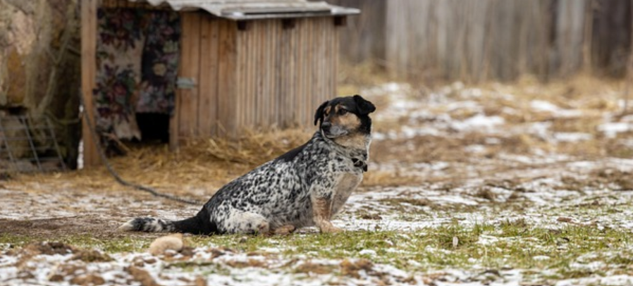 Mini Australian Shepherd Poodle Mix: Ultimate Guide 2025